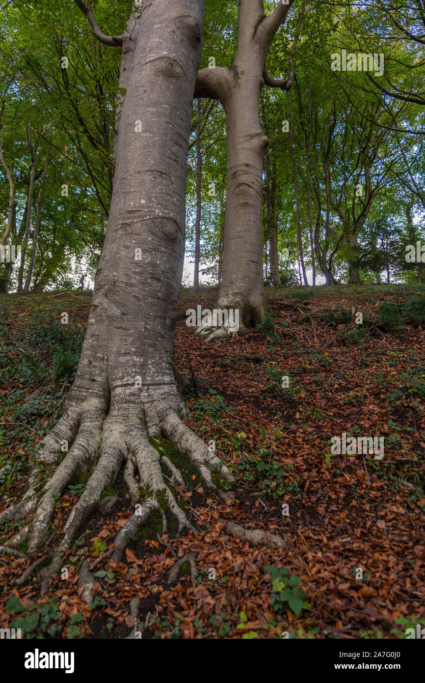 Tree roots in the forest Stock Photo - Alamy