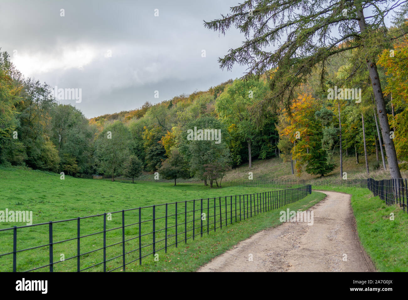 Thick woodland england hi-res stock photography and images - Alamy