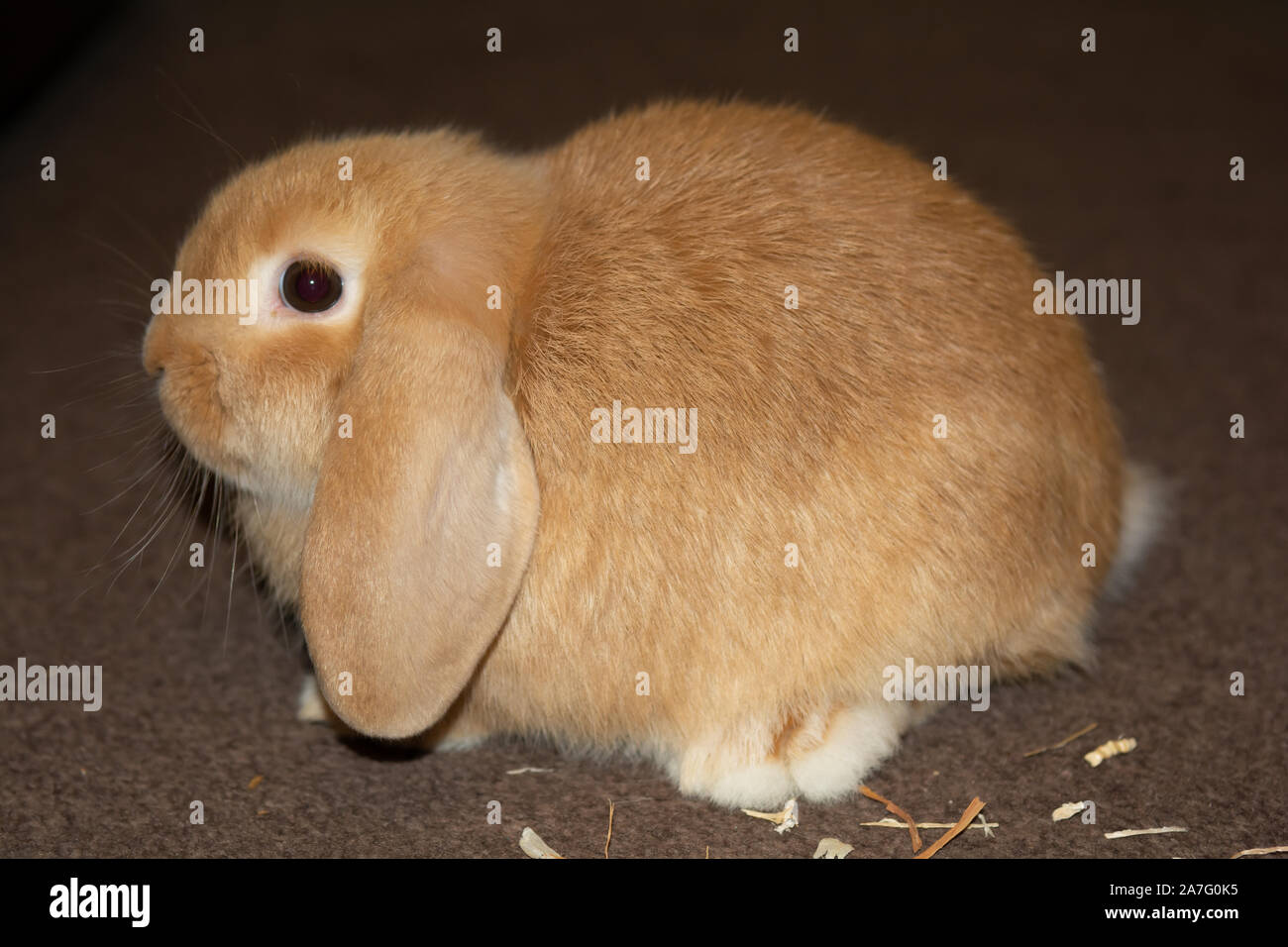 Beautiful Pet Rabbit Stock Photo - Alamy