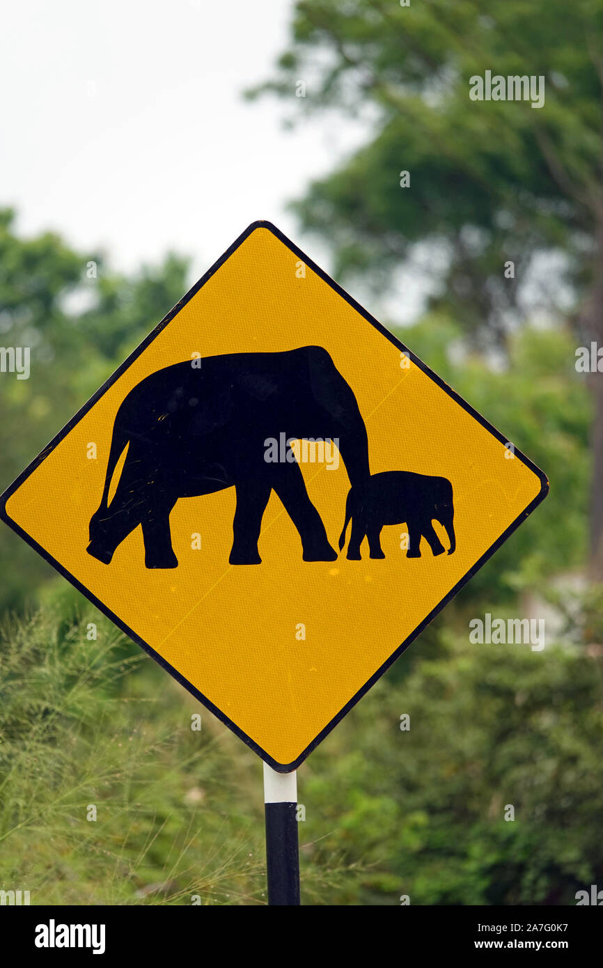 Wild Elephants, Yellow Traffic Warning Sign, Sri Lanka Stock Photo - Alamy