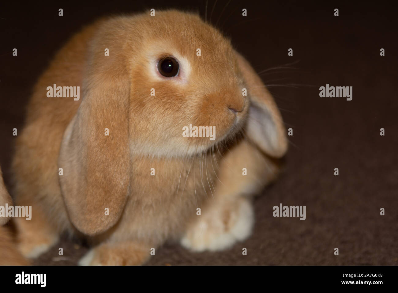 Mini lop ear rabbit hi-res stock photography and images - Alamy