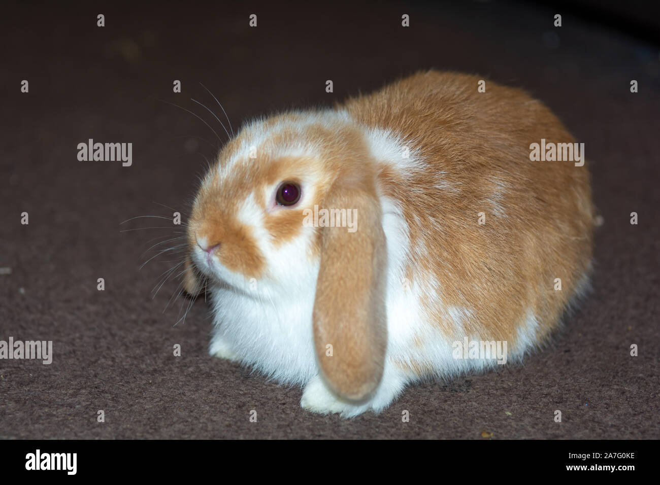 Beautiful Pet Rabbit Stock Photo - Alamy
