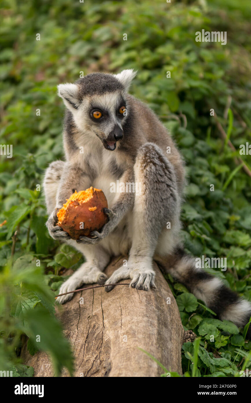 Ring Tailed Lemur Eating Stock Photo - Alamy