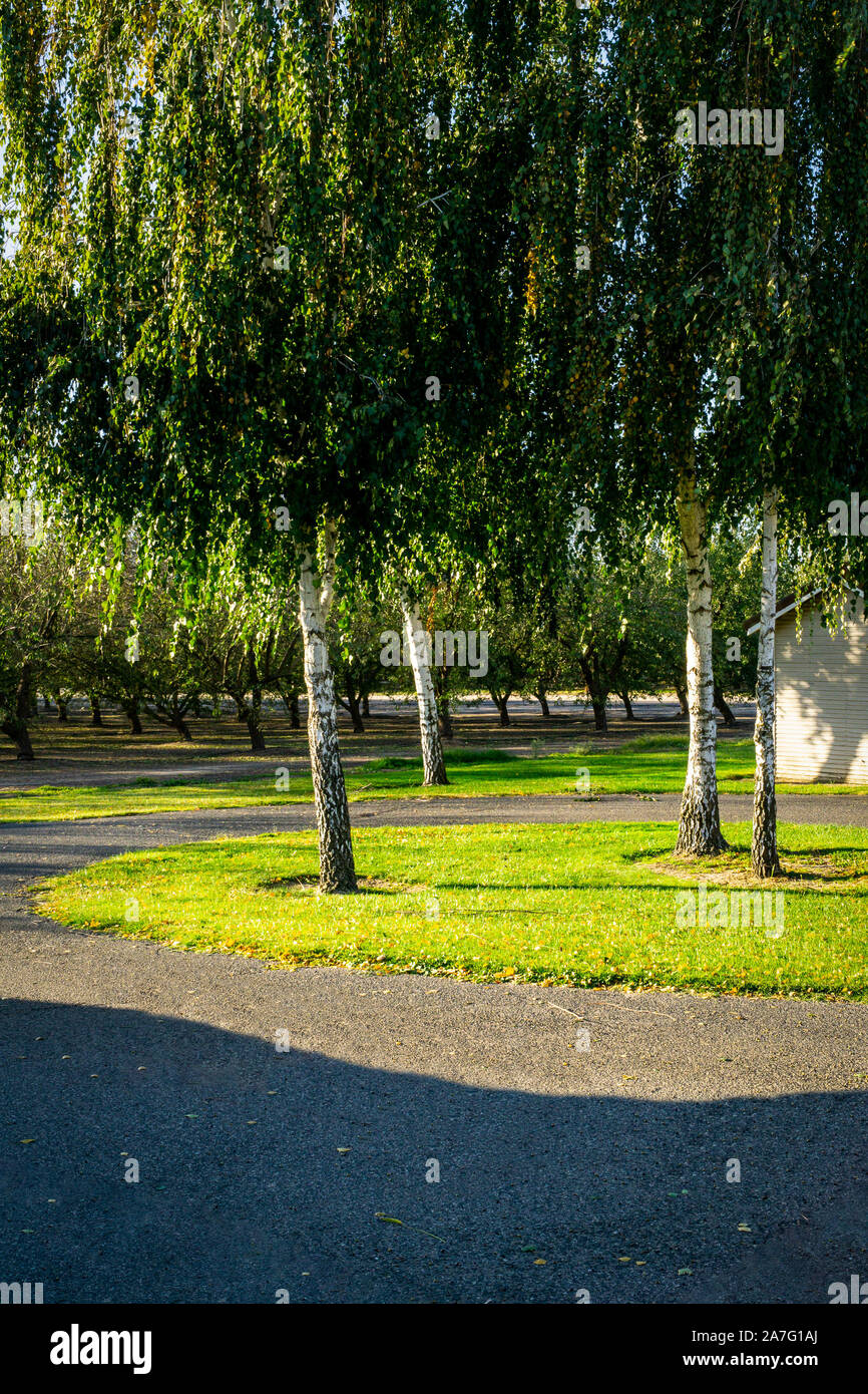 Birch trees used in Landscaping on a California Farm Stock Photo - Alamy