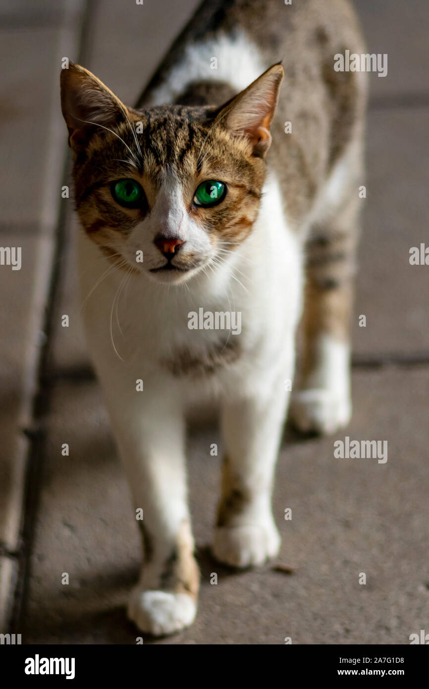 beautiful gray and white friendly cat Stock Photo - Alamy