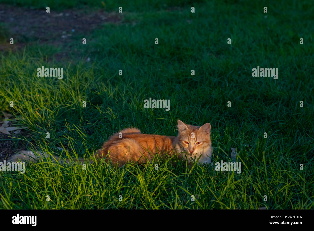 beautiful and friendly ginger cat Stock Photo - Alamy