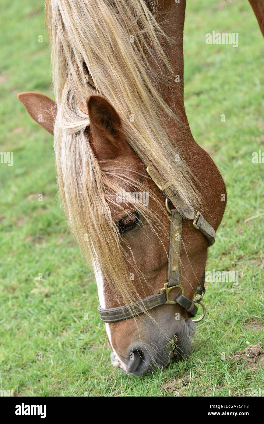 Horse in open field hi-res stock photography and images - Alamy