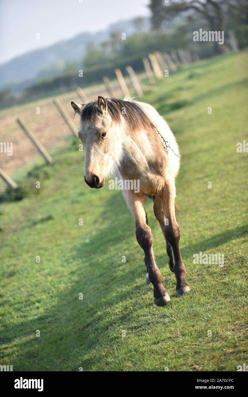 Horses kept in open Paddock Stock Photo - Alamy