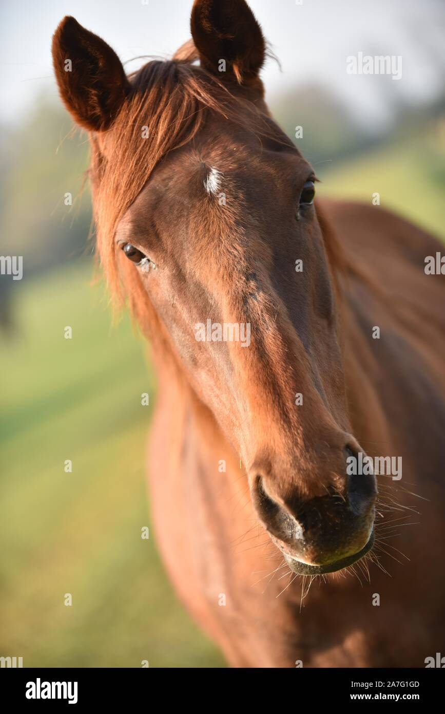 Horses kept in open Paddock Stock Photo - Alamy