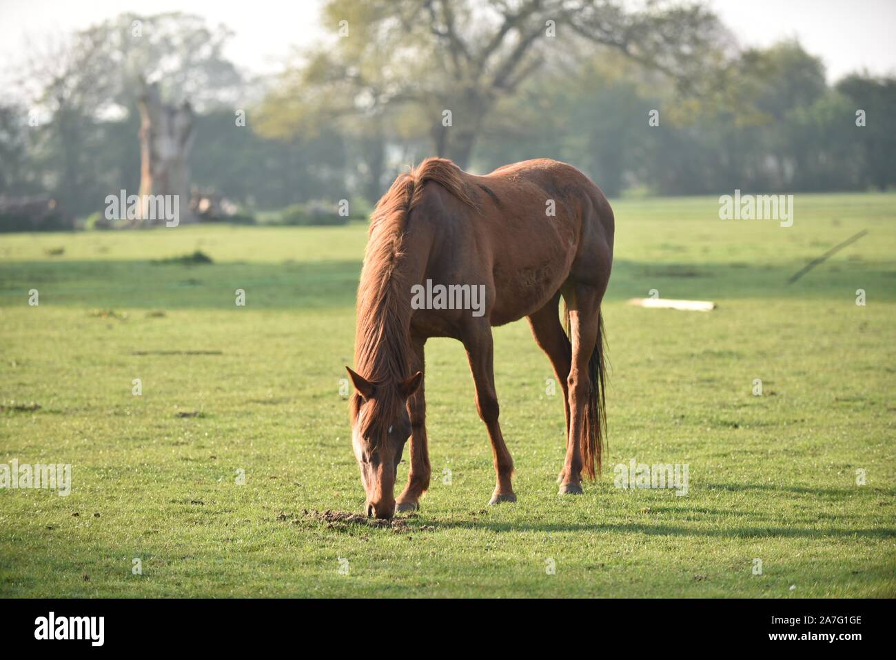 Animal paddock hi-res stock photography and images - Alamy