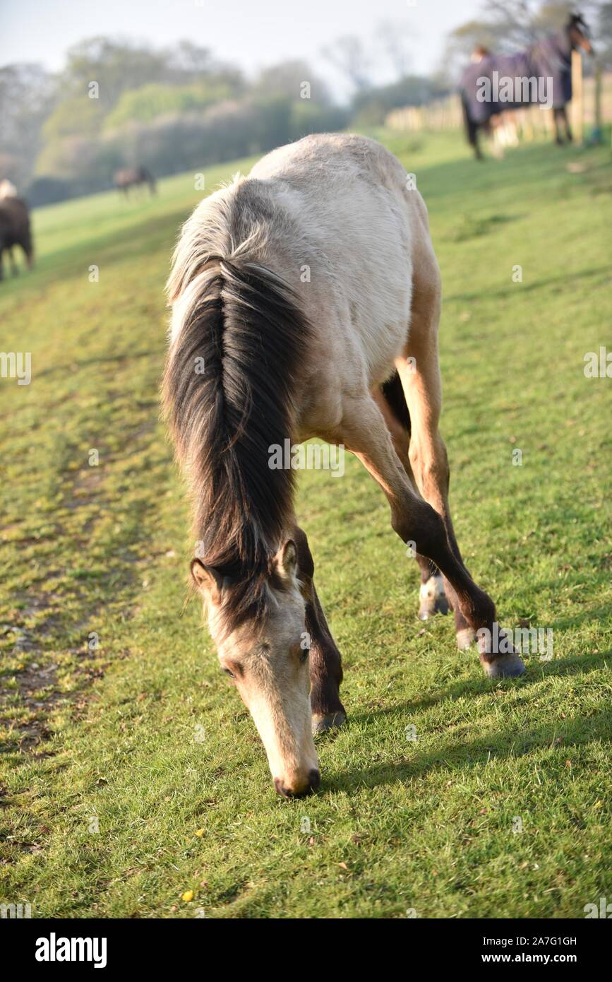 Horses kept in open Paddock Stock Photo - Alamy