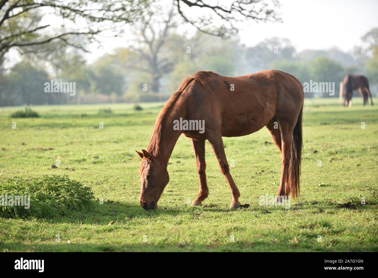 Horses kept in open Paddock Stock Photo - Alamy
