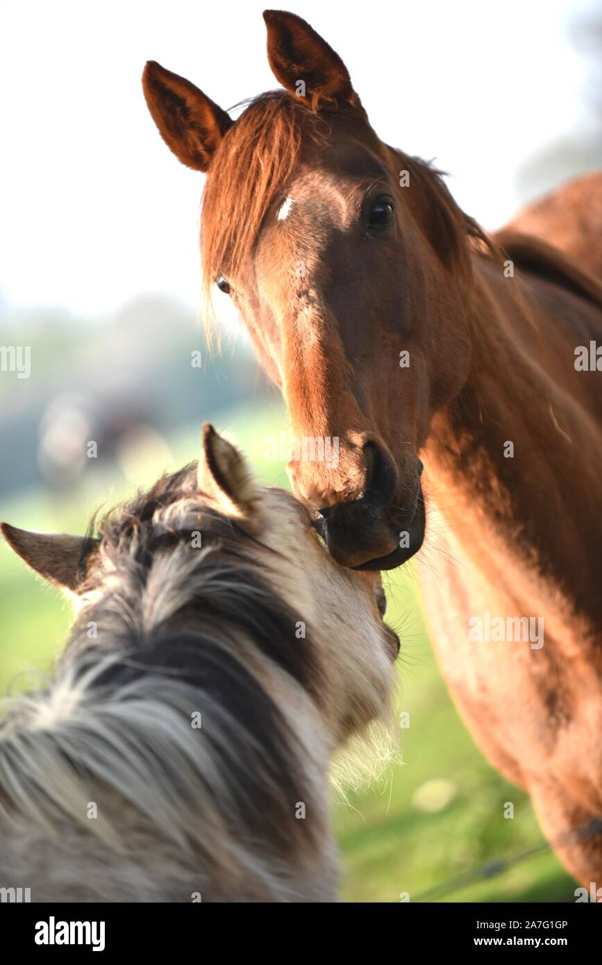 Animal paddock hi-res stock photography and images - Alamy