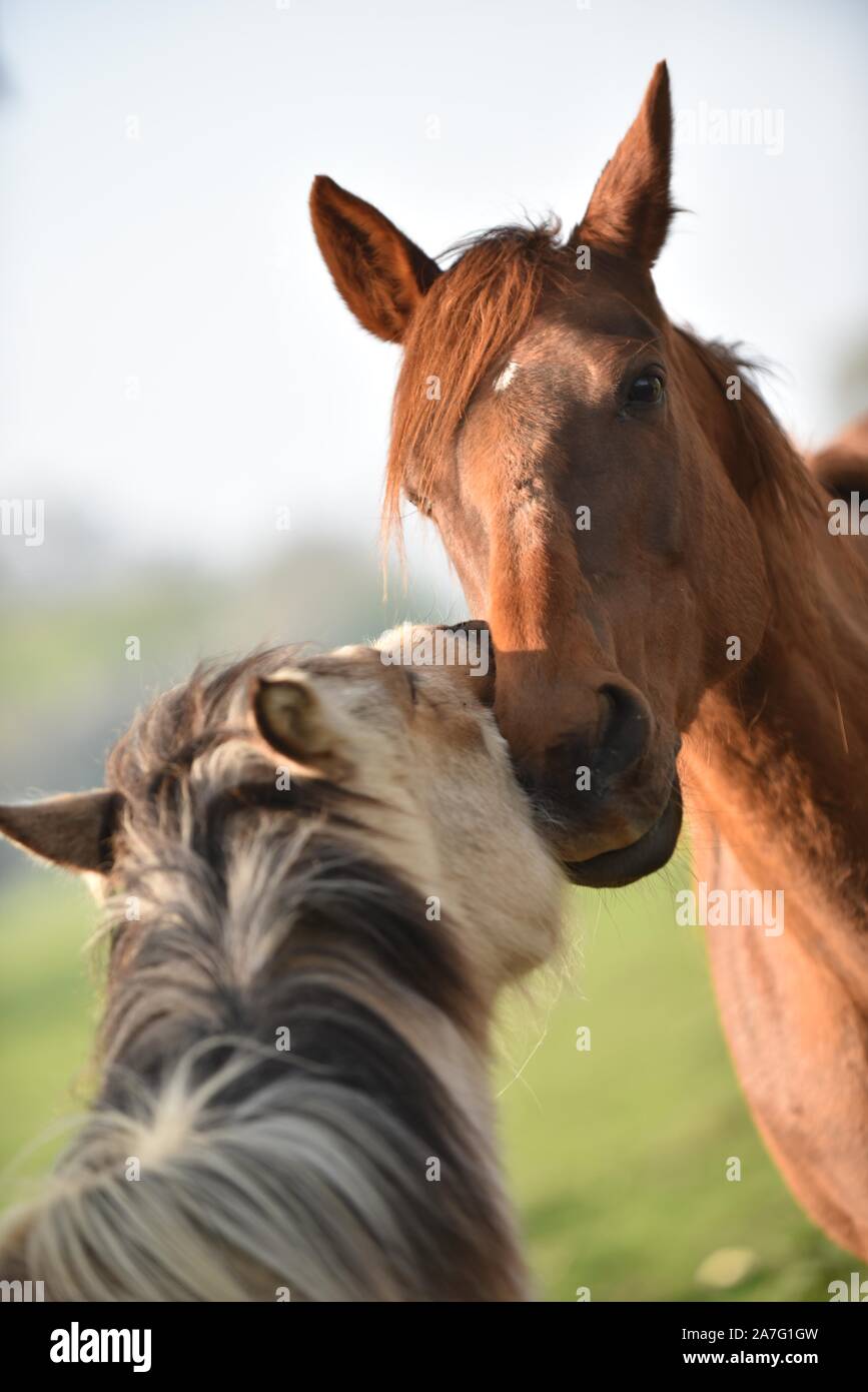 Horses kept in open Paddock Stock Photo - Alamy