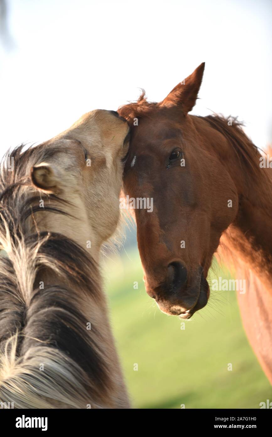 Horses kept in open Paddock Stock Photo - Alamy