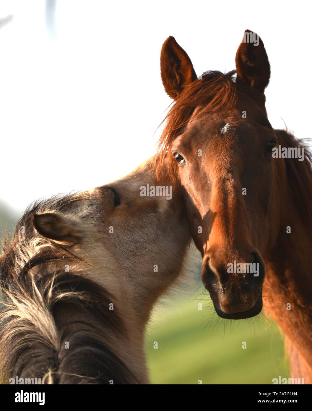 Horses kept in open Paddock Stock Photo - Alamy