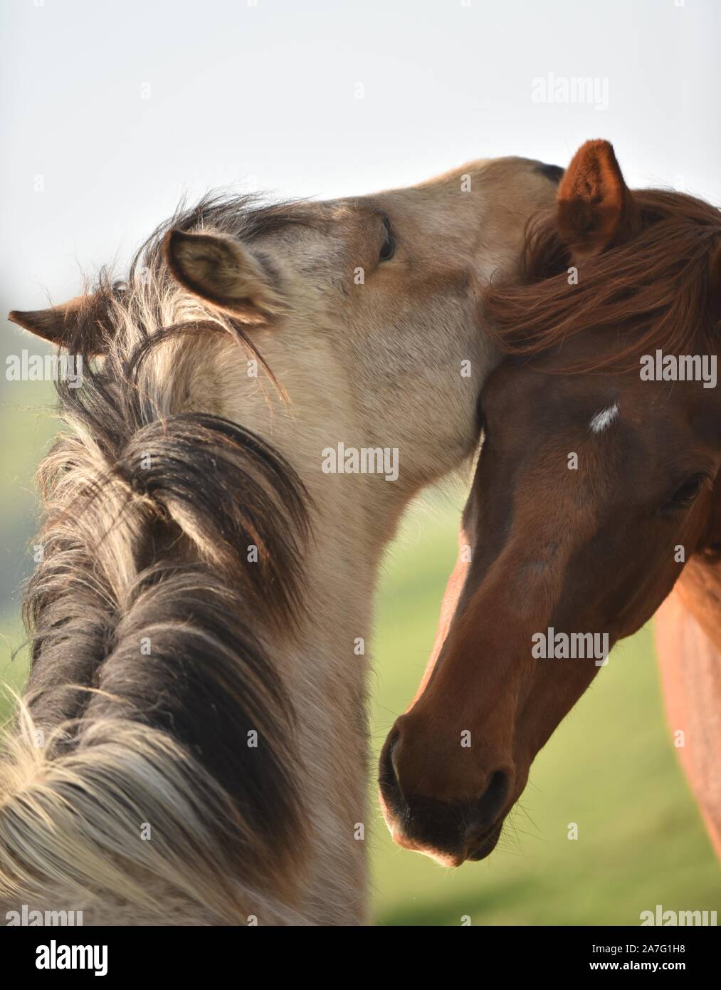 Horses kept in open Paddock Stock Photo - Alamy