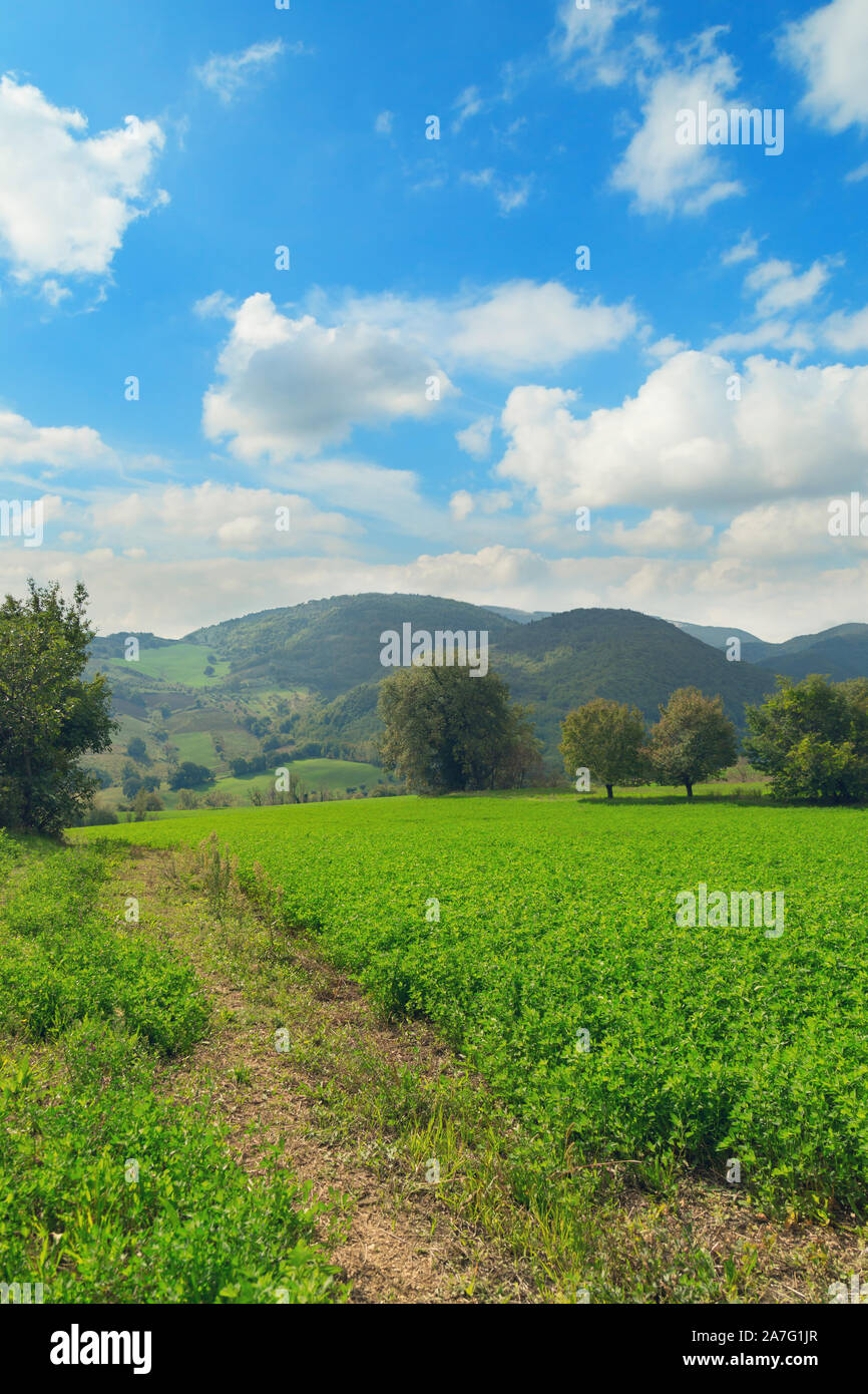 Fields in summer hi-res stock photography and images - Alamy