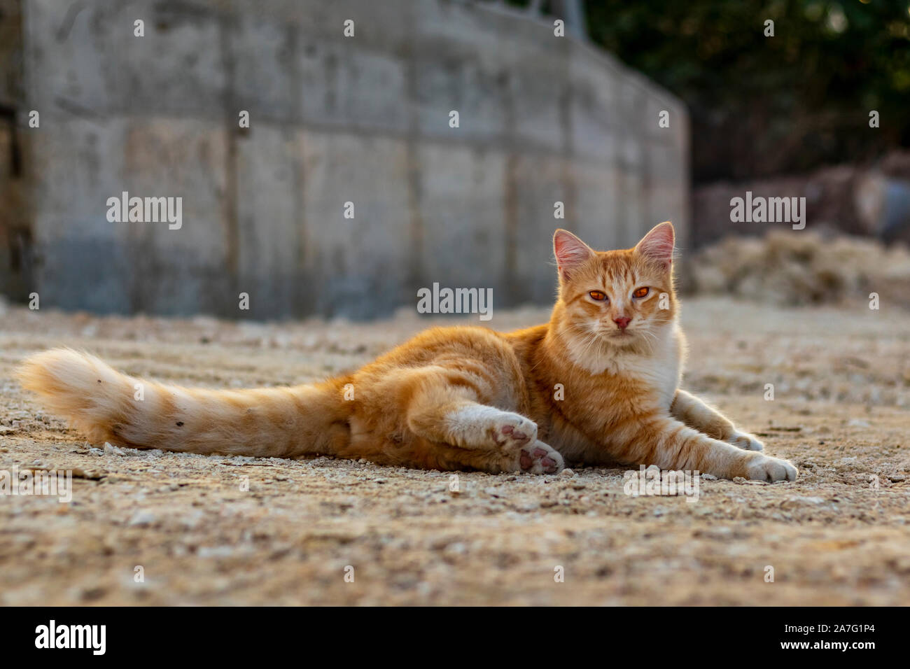 Organizm hi-res stock photography and images - Alamy