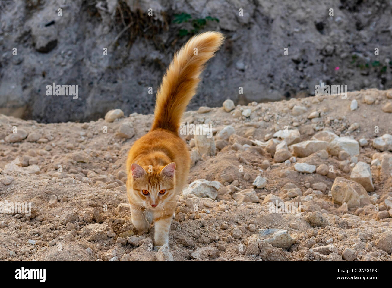 beautiful and friendly ginger cat Stock Photo - Alamy