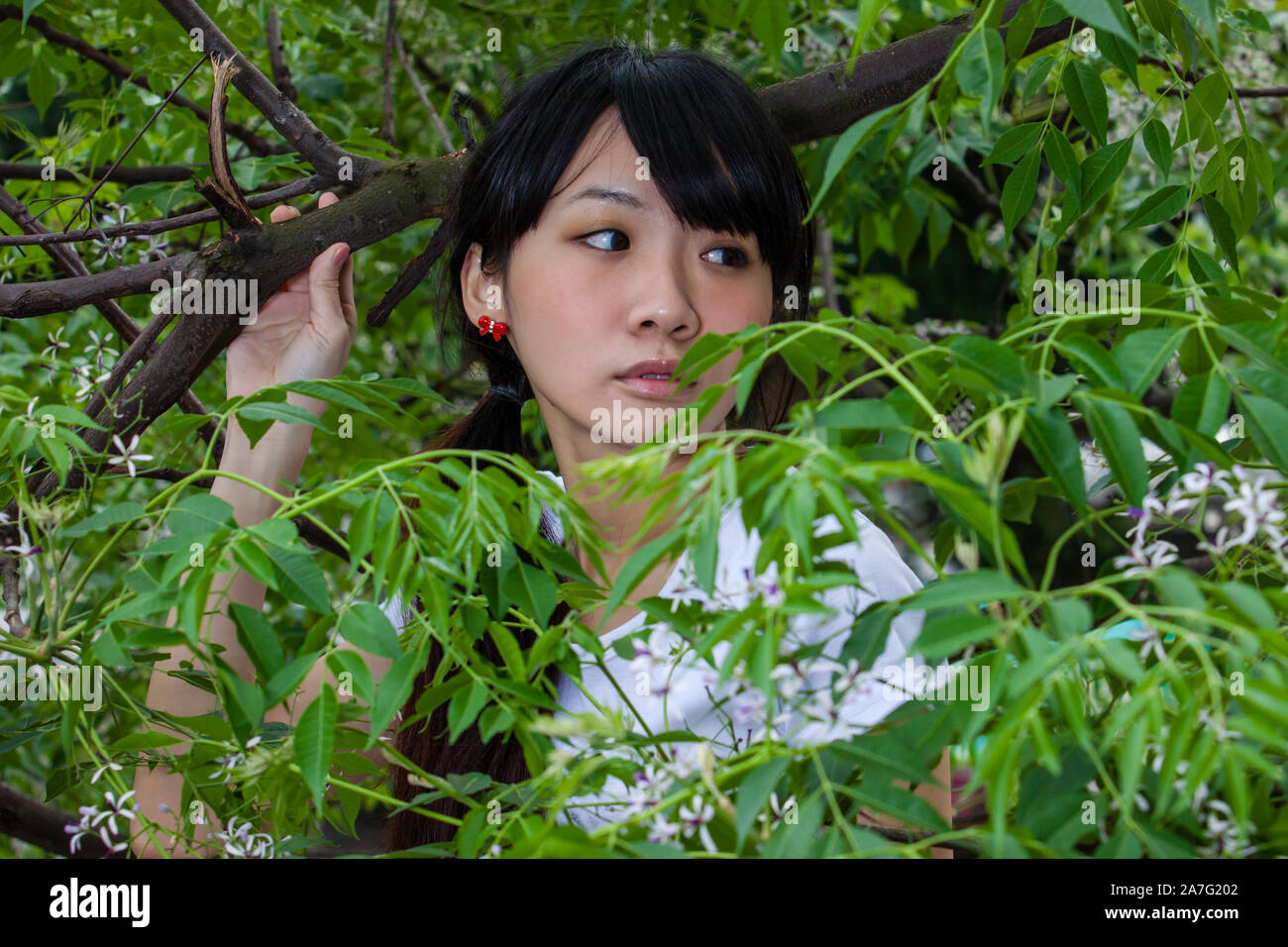 Asian American woman behind tree leaves gazing Stock Photo - Alamy