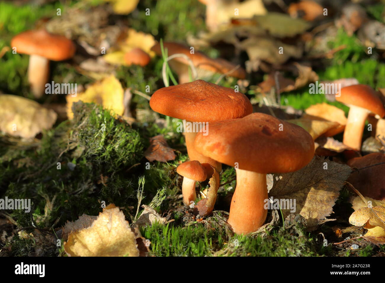 Fungi growing in woodland Stock Photo - Alamy