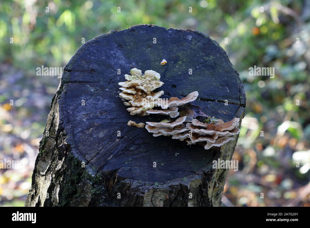 Fungus growing on a tree stump Stock Photo - Alamy