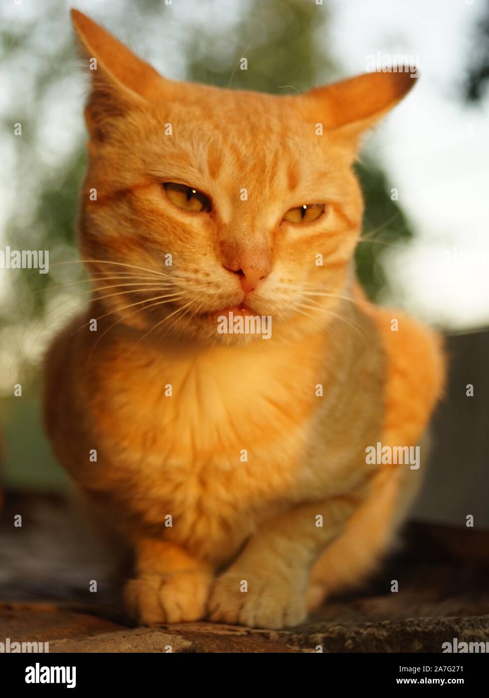 Pale ginger cat hi-res stock photography and images - Alamy