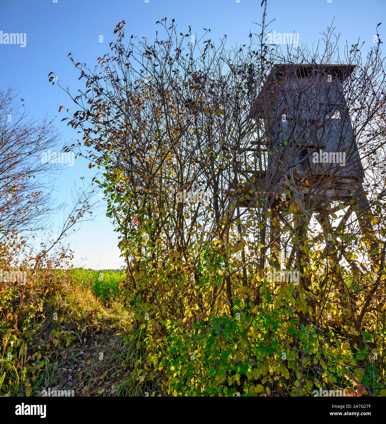 raised stand for hunting beside a wildbush hedge Stock Photo - Alamy