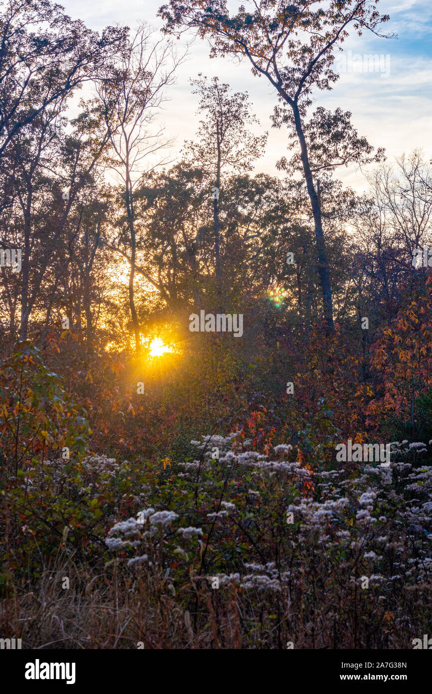 Trees with light showing through hi-res stock photography and images ...