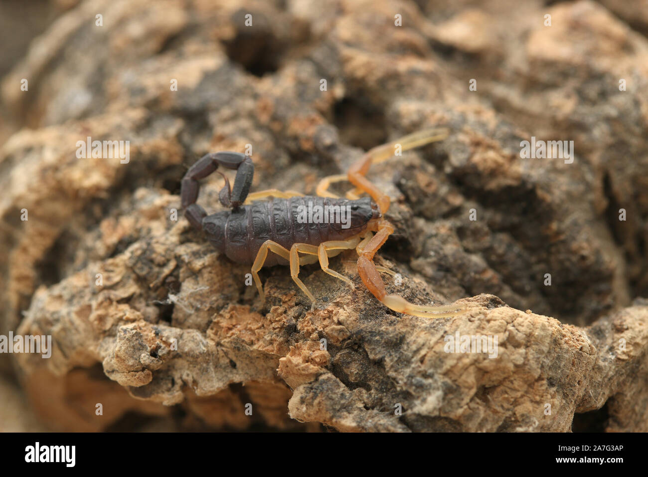 Hottenttota franzwerneri, Hottentotta, Buthidae, Scorpion Stock Photo ...