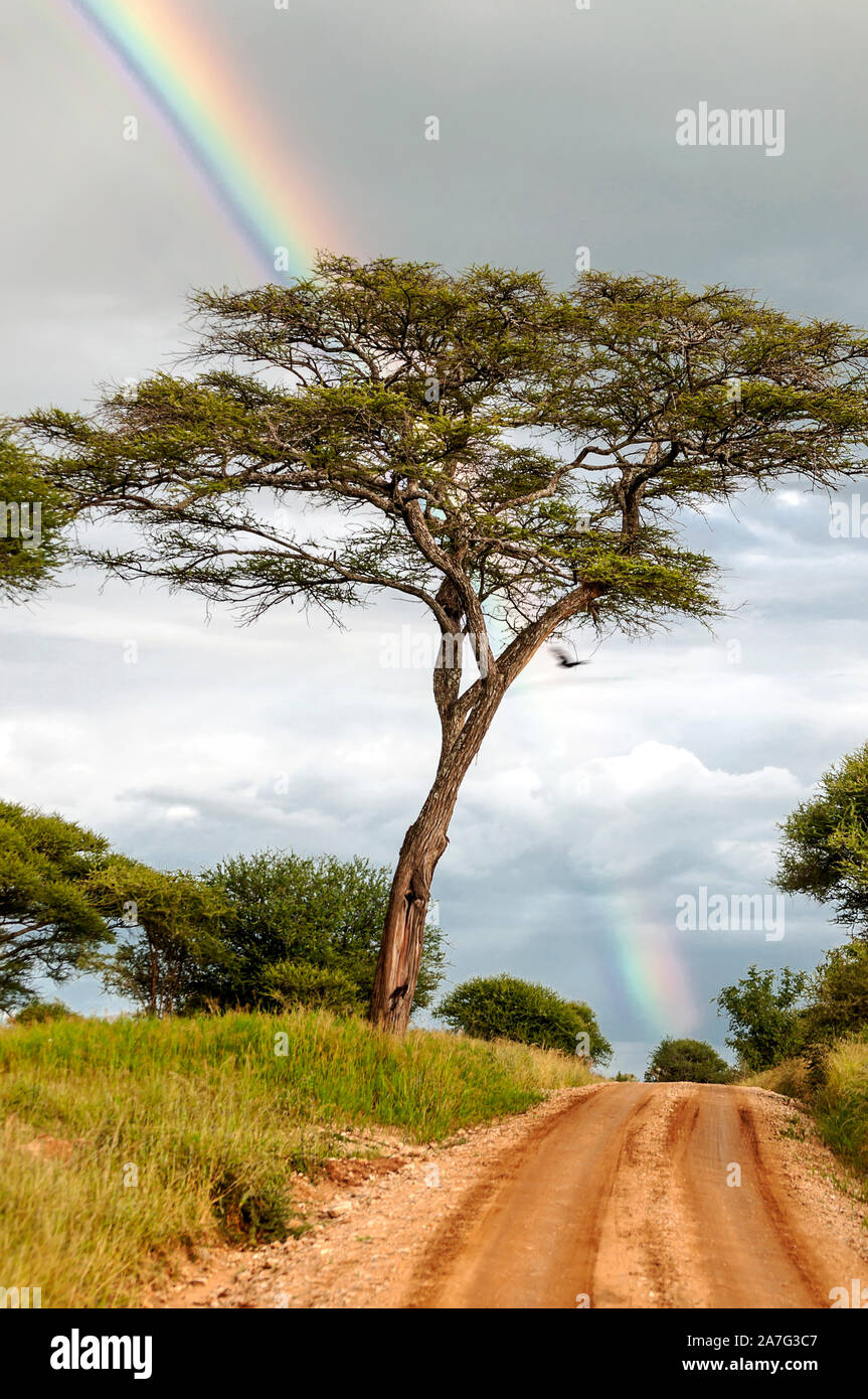 Acacia tree rainbow hi-res stock photography and images - Alamy