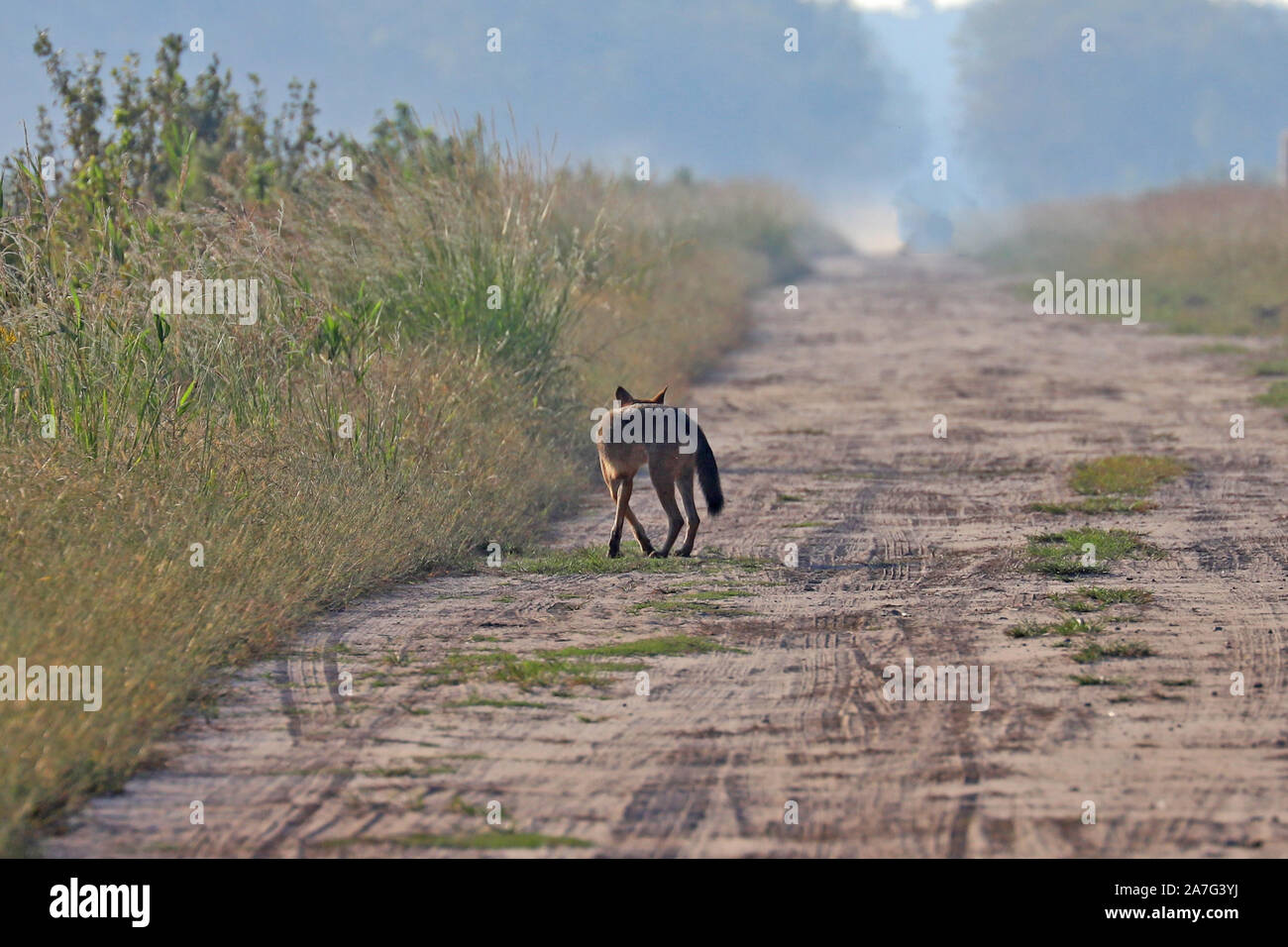 Red wolves canis rufus hi-res stock photography and images - Alamy
