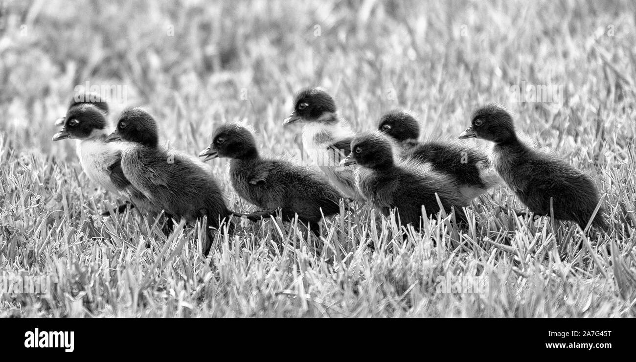Flock of Muscovy ducklings walking in grass Stock Photo - Alamy