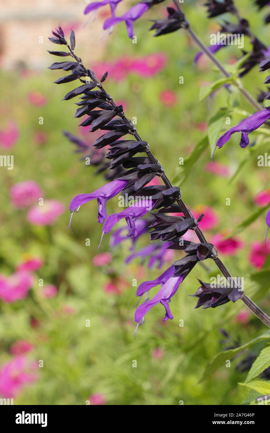 Salvia border hi-res stock photography and images - Alamy