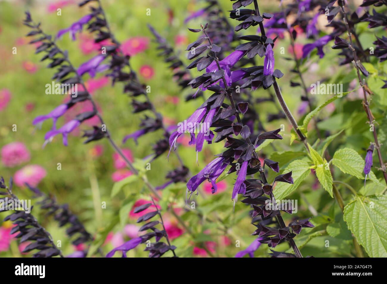 Salvia guaranitica ‘amistad’ hi-res stock photography and images - Alamy