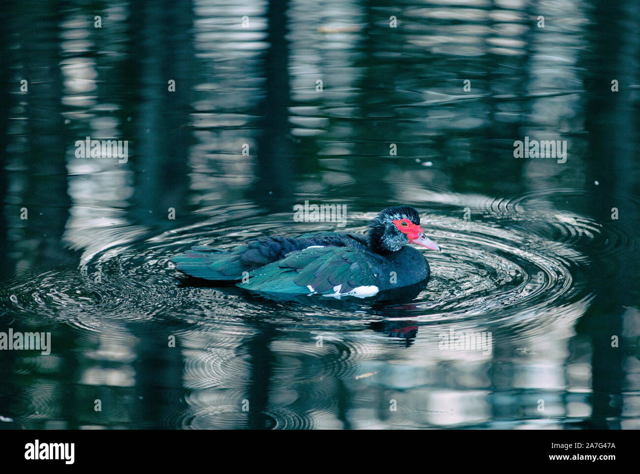 A single Muscovy hen swimming in a pond Stock Photo - Alamy
