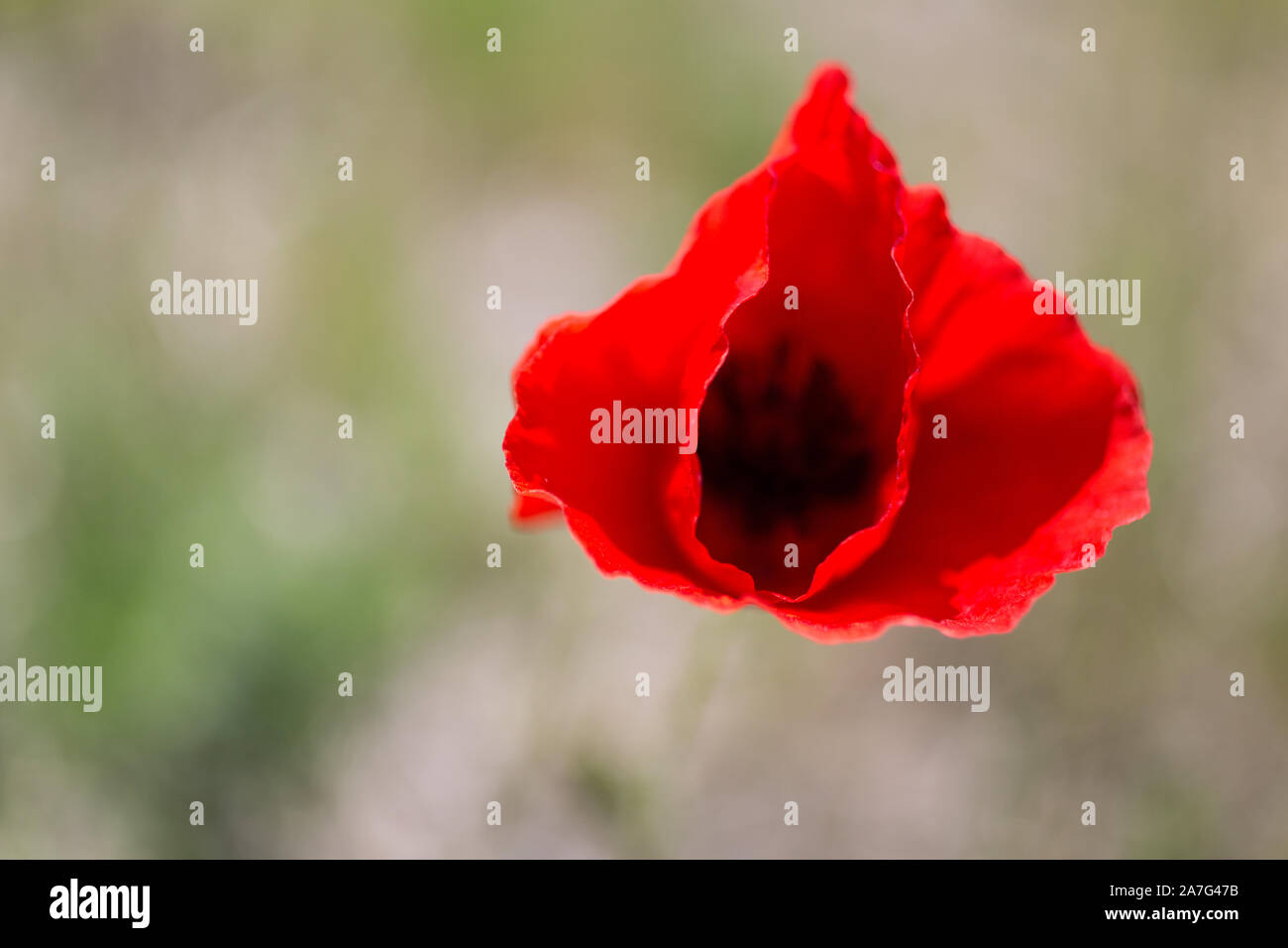 Close-up of red poppy in the wind Stock Photo - Alamy