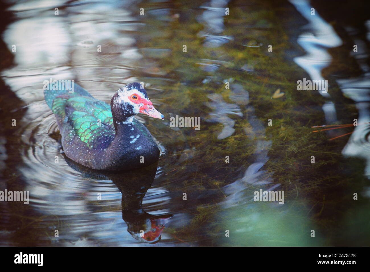 A single Muscovy hen swimming in a pond Stock Photo - Alamy