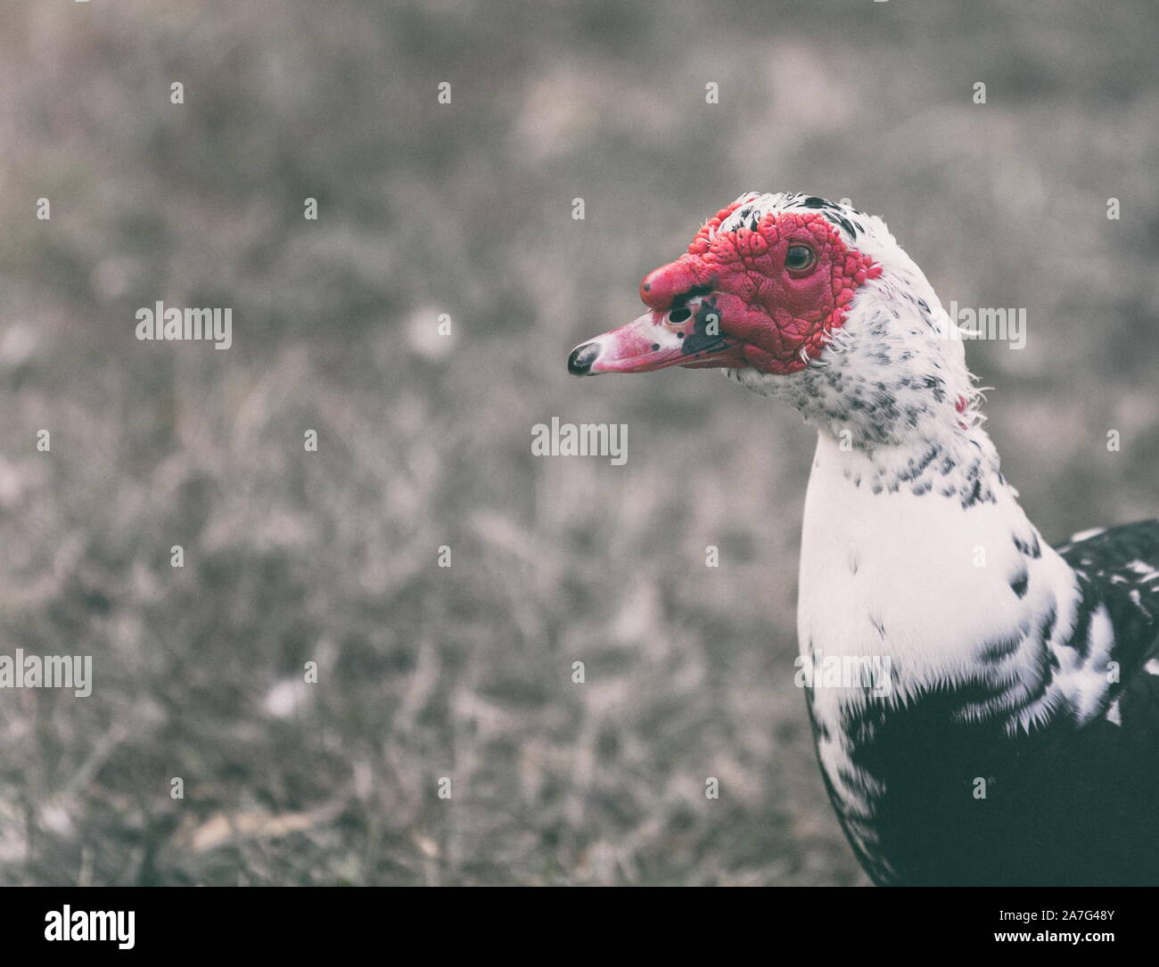 Portrait of a piebald black and white Muscovy drake, with vibrant red ...