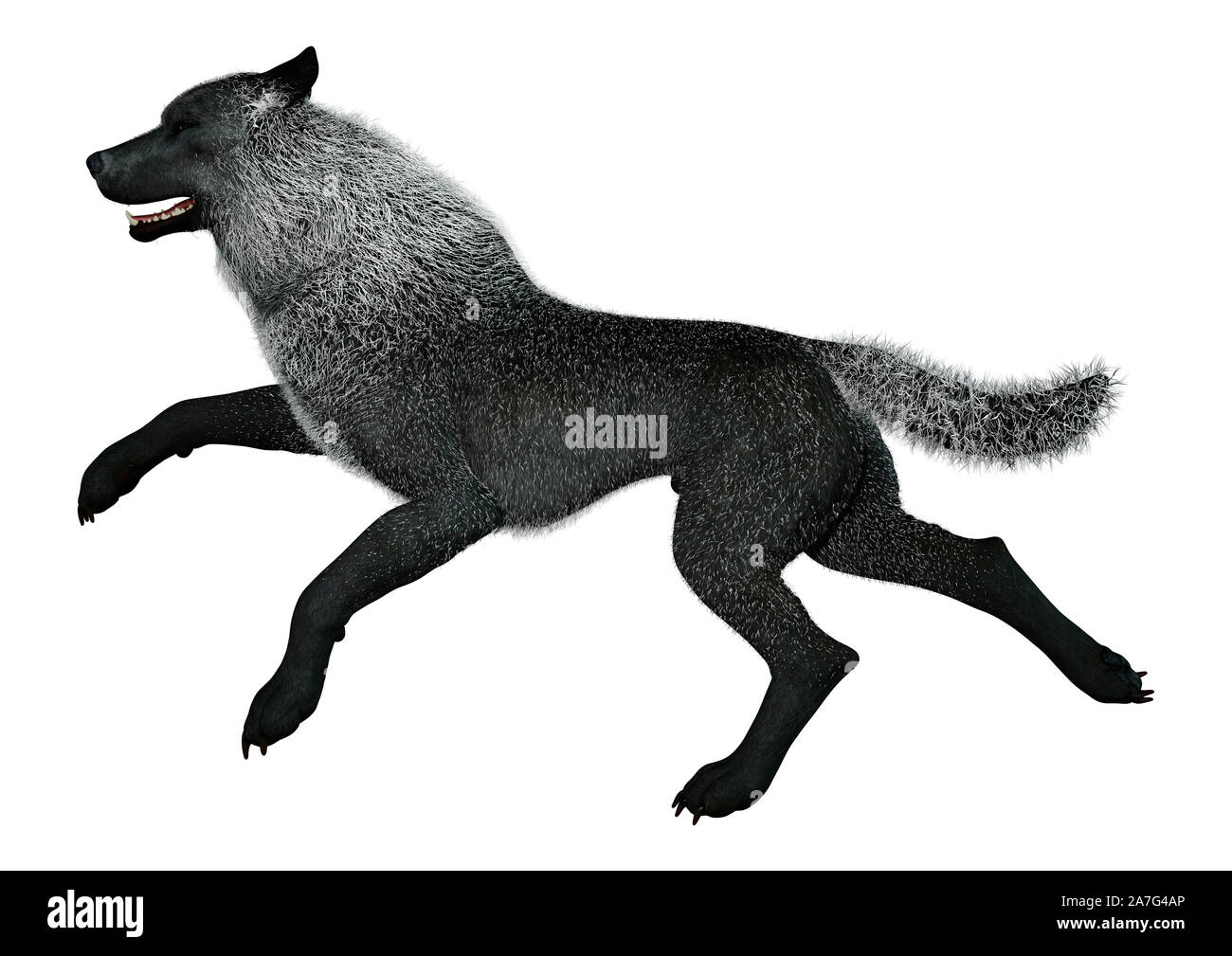 3D rendering of a black wolf isolated on white background Stock Photo ...