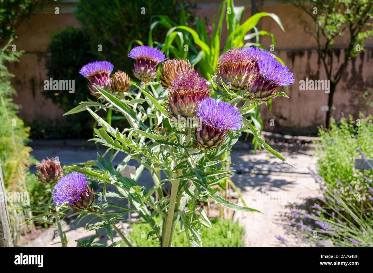 Padova botanic gardens hi-res stock photography and images - Alamy