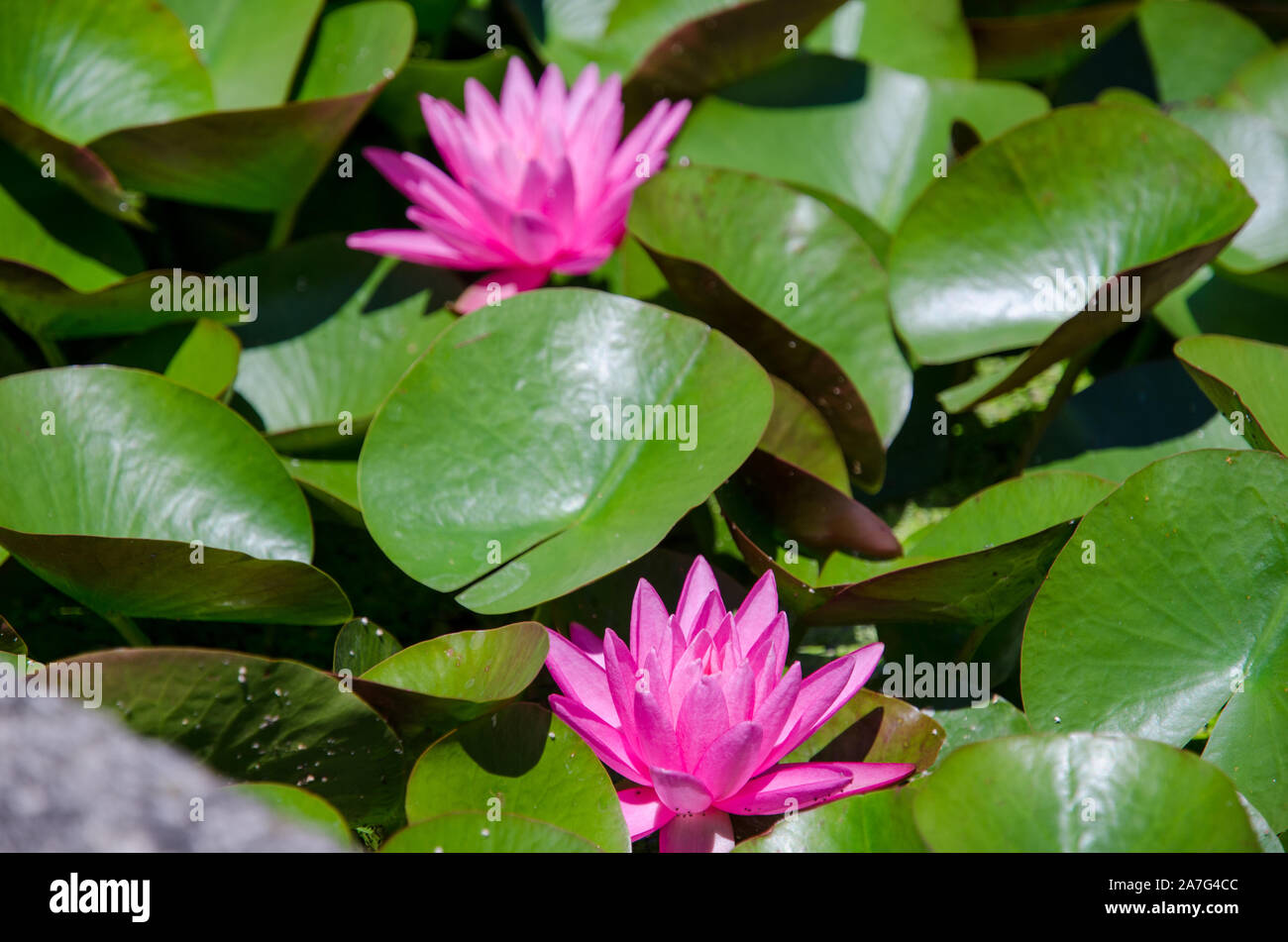 Padova botanic gardens hi-res stock photography and images - Alamy