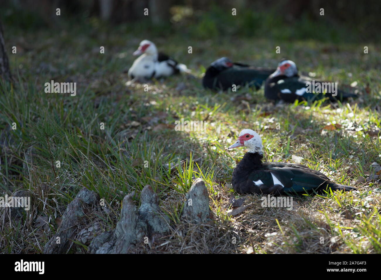 Native american ducks hi-res stock photography and images - Alamy