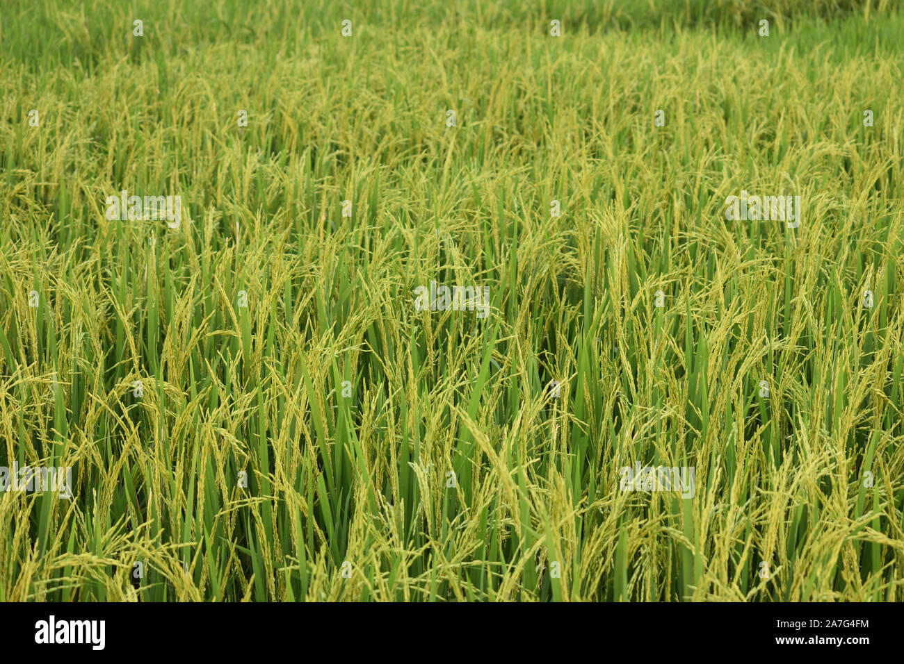 aman paddy farming in india Stock Photo - Alamy