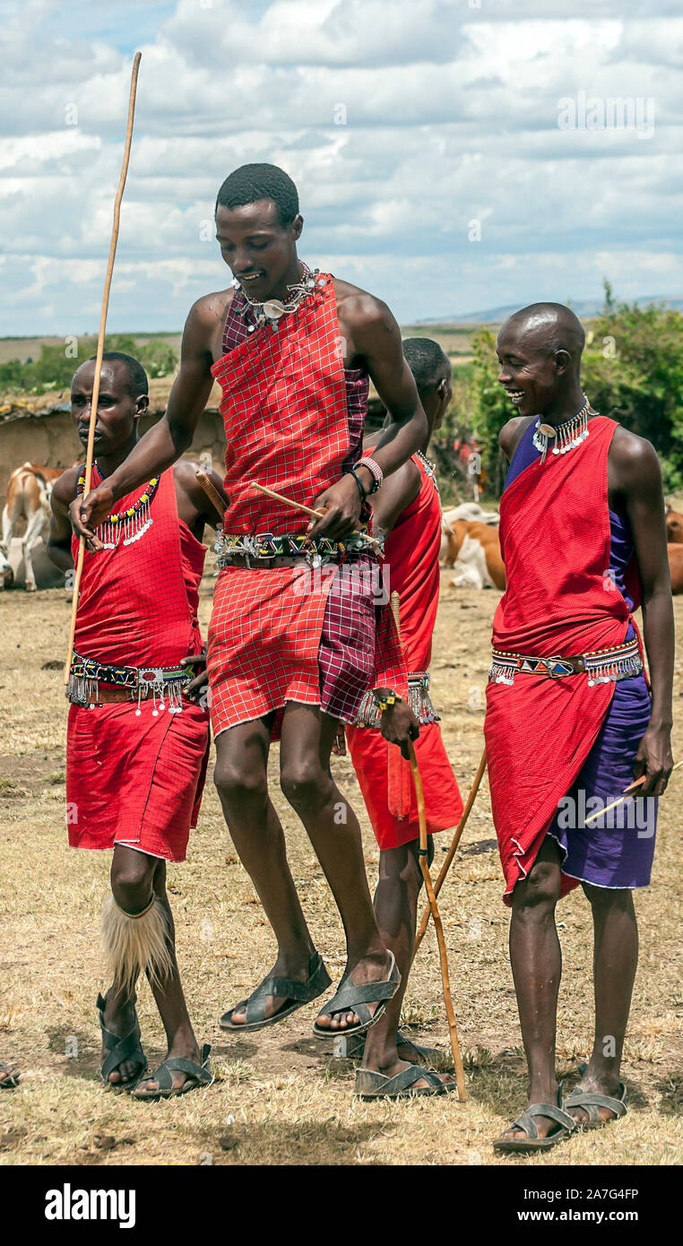 Masai tribesman with cattle hi-res stock photography and images - Alamy