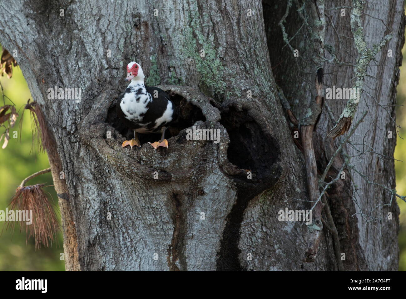 Cute female Muscovy duck with yellow feet standing in an open oak tree ...