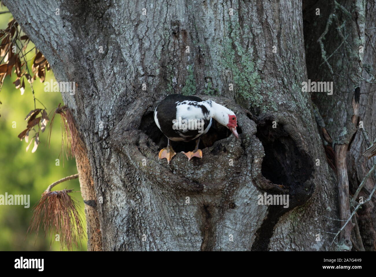 Cute female Muscovy duck with yellow feet standing in an open oak tree ...
