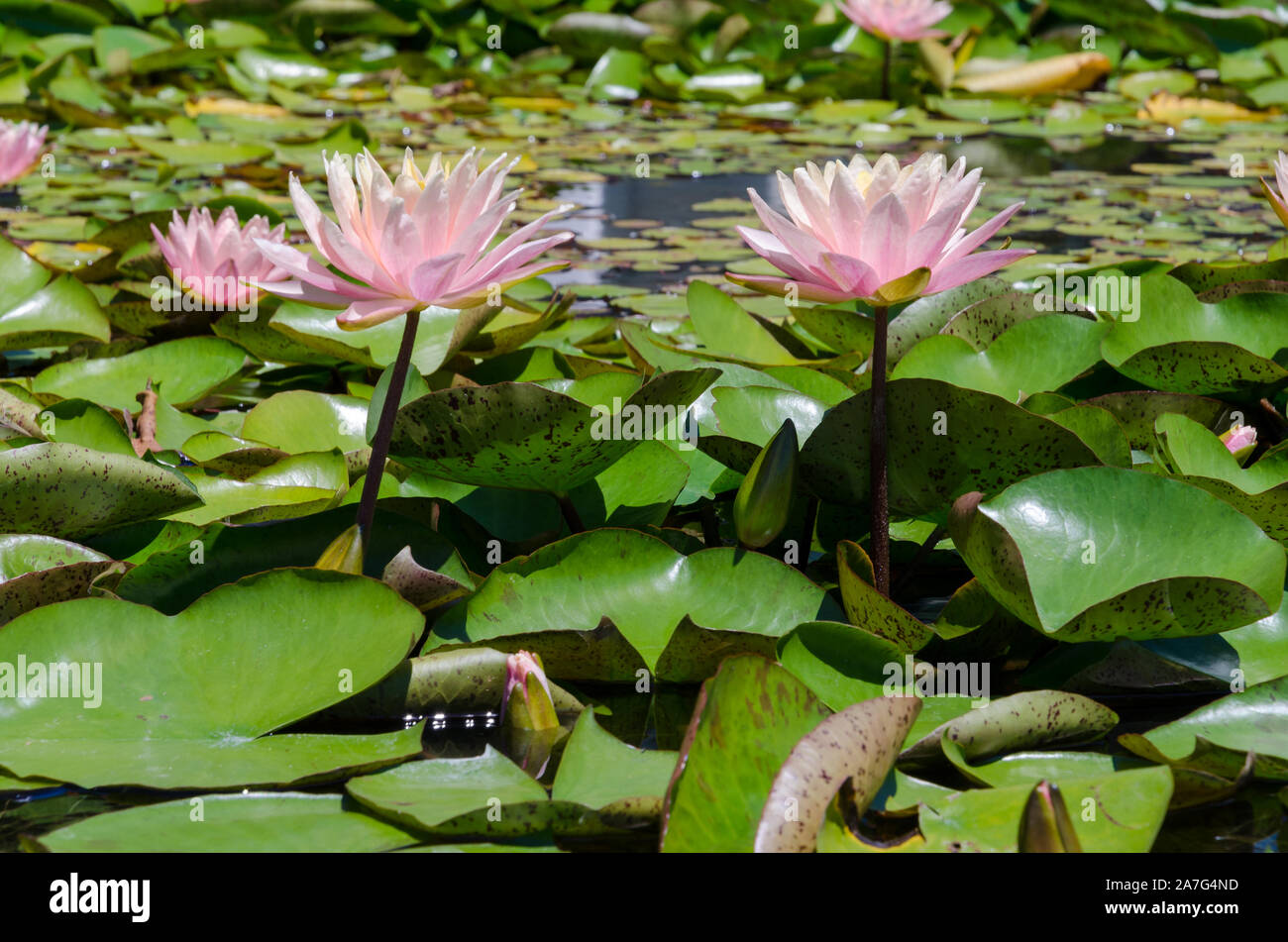 Padova botanic gardens hi-res stock photography and images - Alamy