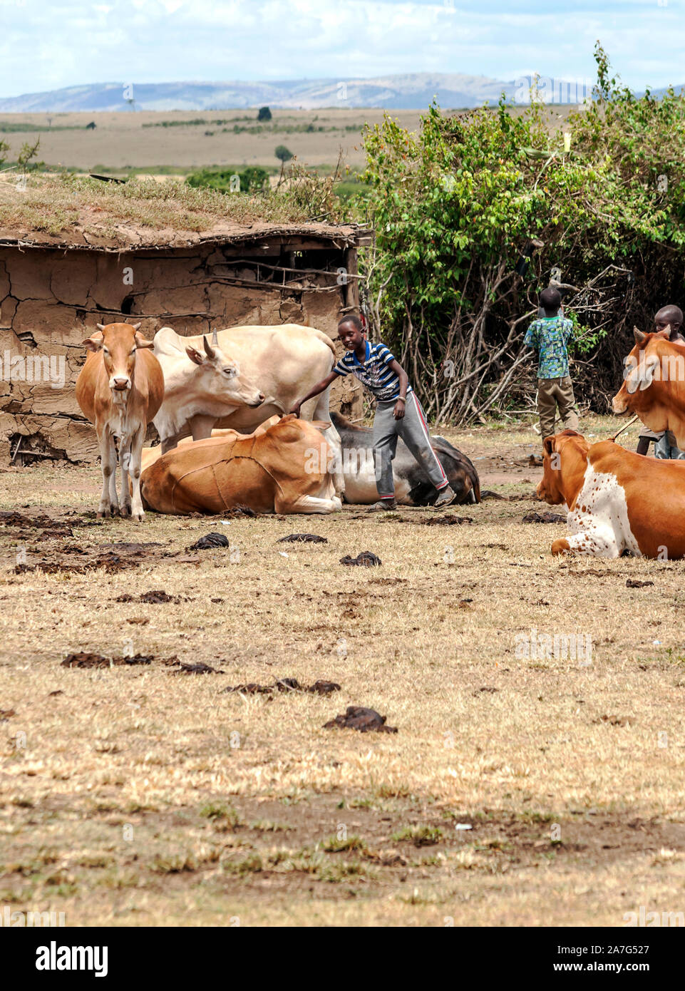 Masai Herding Cattle High Resolution Stock Photography and Images - Alamy